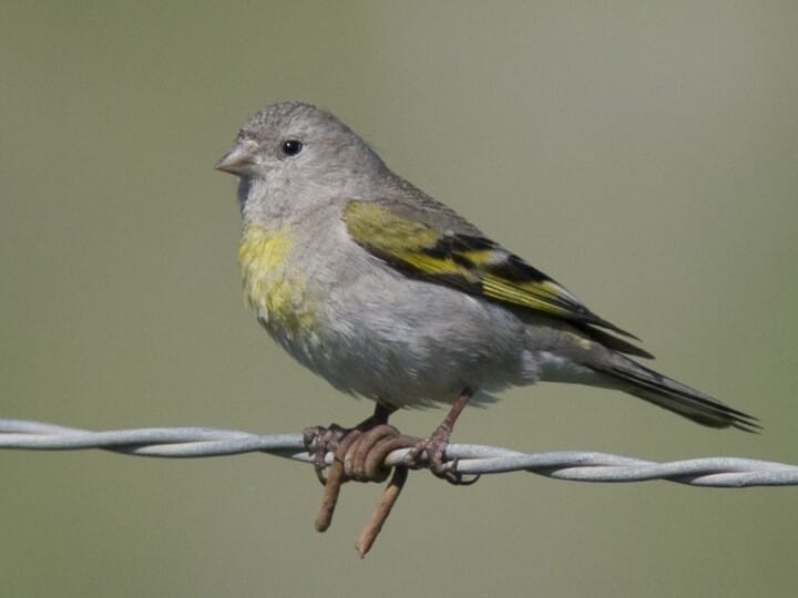Lesser Goldfinch Female