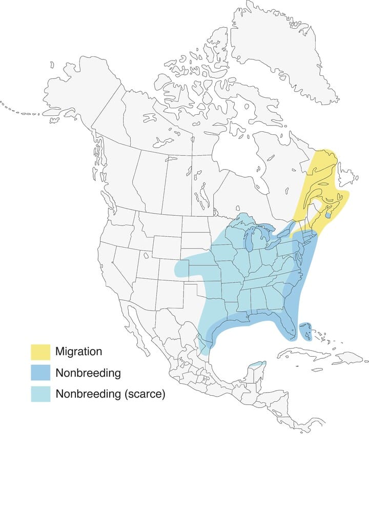 Lesser Black Backed Gull Migration Route