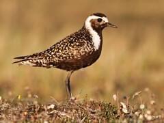 American Golden Plover Migration Map