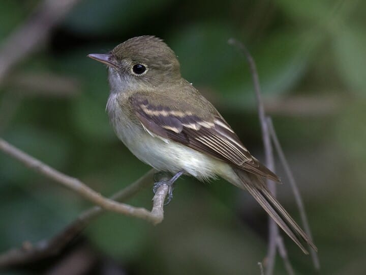 Eastern Wood Pewee