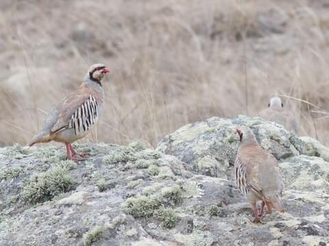 Chukar