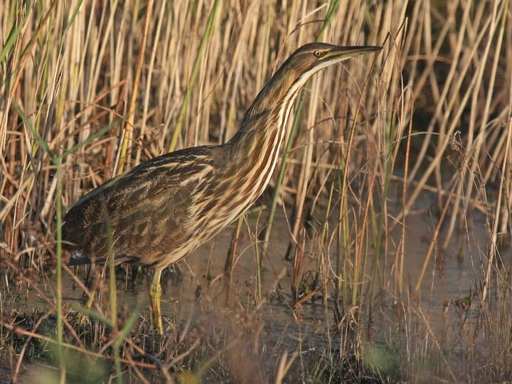Least Bittern Vs Green Heron