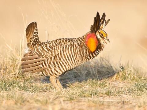 Greater Prairie Chicken