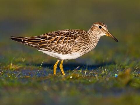 Pectoral Sandpiper In Flight Season Summaries — James Bay Shorebird