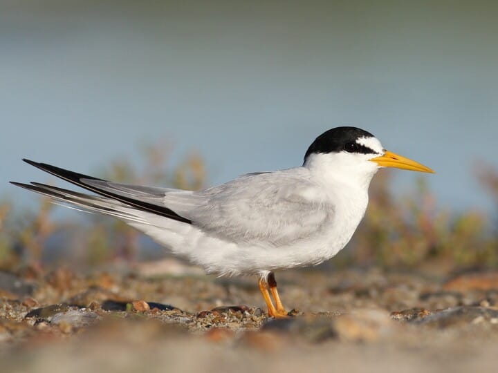 Black Tern