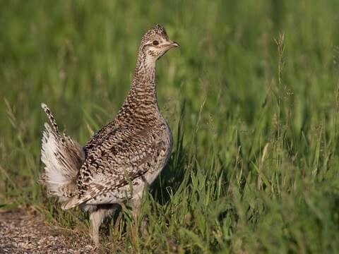 Sharp Tailed Grouse Flying