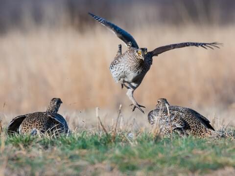 Sharp Tailed Grouse Flying