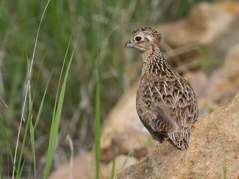 Female Quail