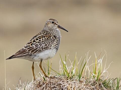 Pectoral Sandpiper In Flight Season Summaries — James Bay Shorebird