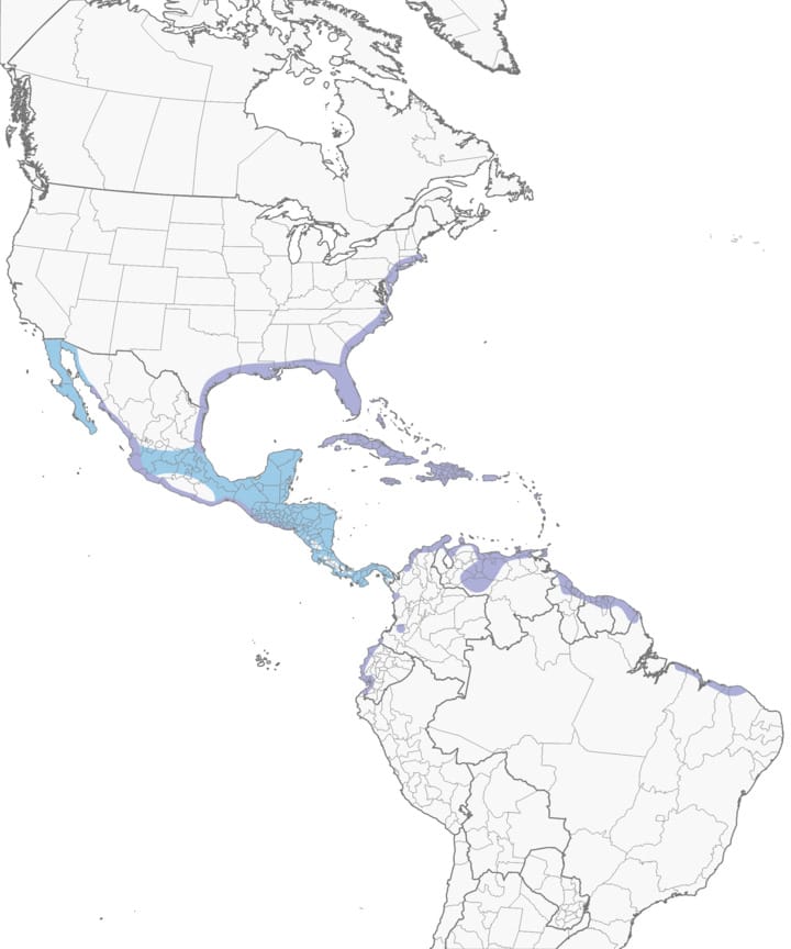 Tricolored Heron Range