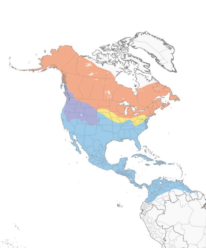 Common Snipe Habitat Images