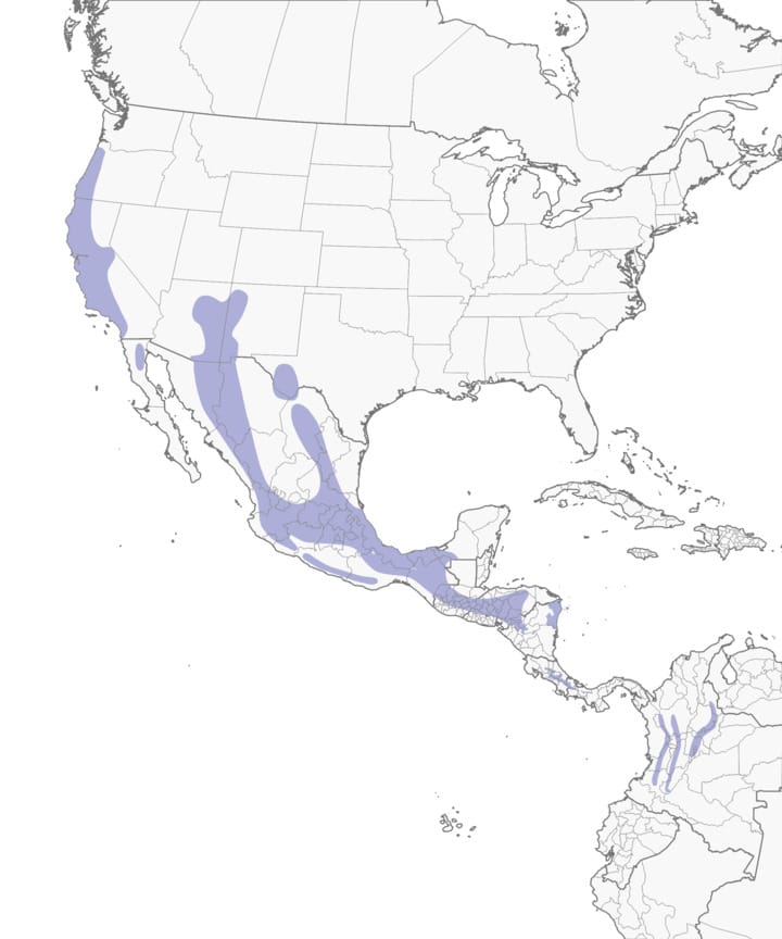 Acorn Woodpecker Range