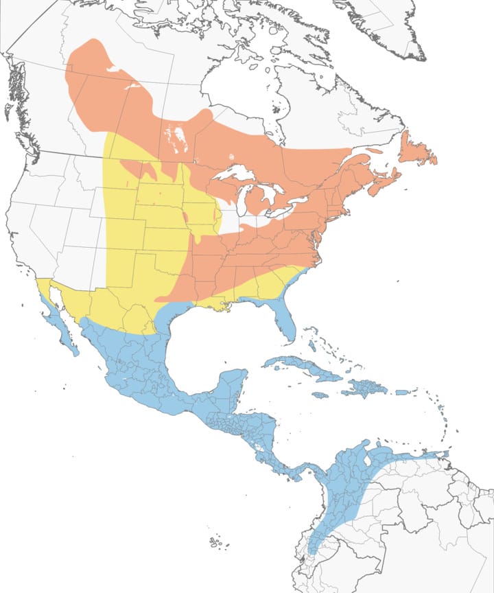 Blackpoll Warbler Migration Map