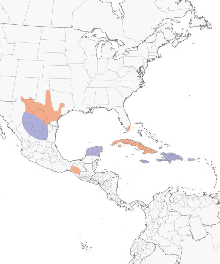 Cave Of Swallows Map Cave Swallow (Petrochelidon Fulva) · INaturalist