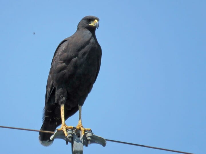 Common Black Hawk