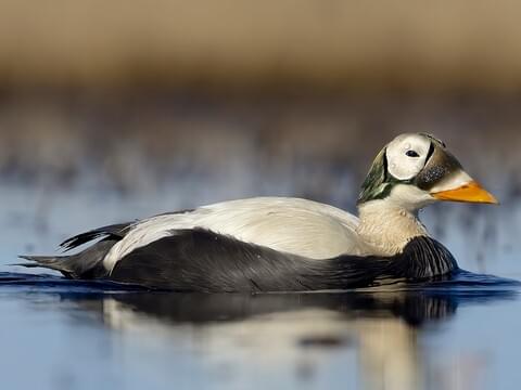 Spectacled Eider In Flight