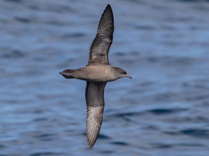Sooty Shearwater Migration