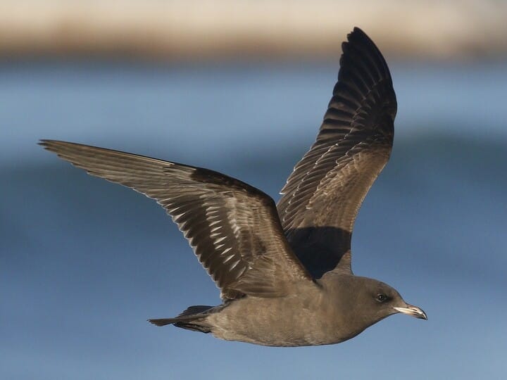 Sooty Shearwater Migration