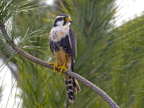 Northern Aplomado Falcon Habitat