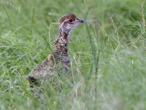 Lesser Prairie Chicken Female