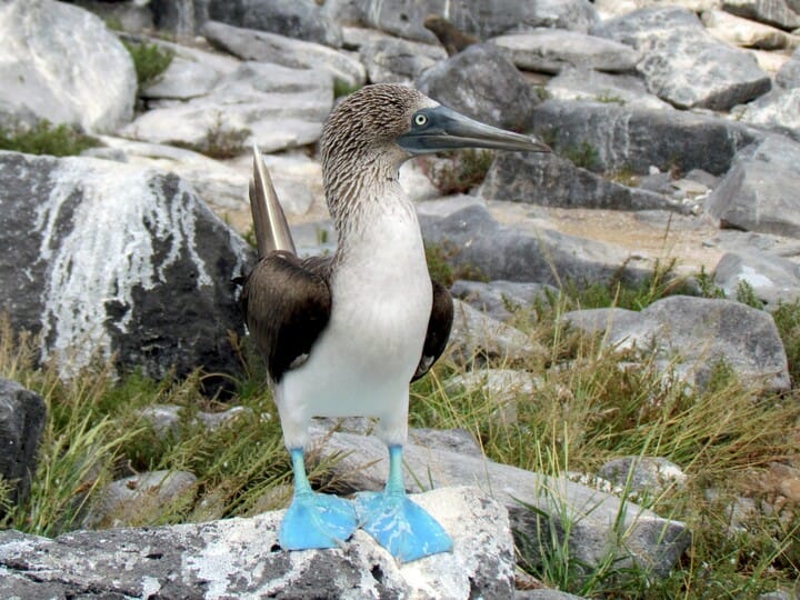Blue Footed Booby