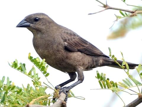 Cowbird