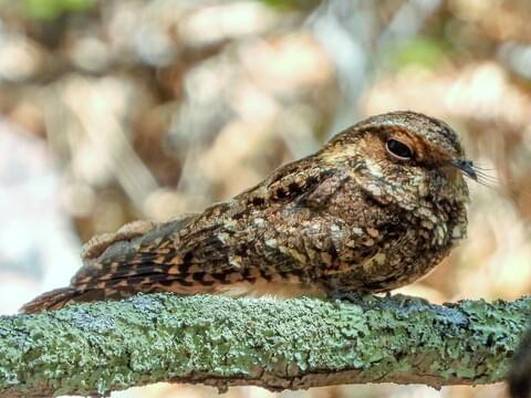 Sureno Huelga Bird