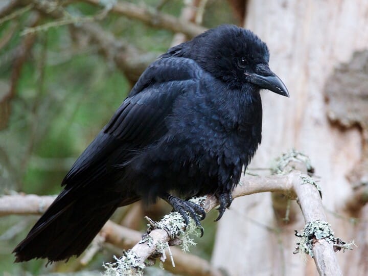 American Crow | Celebrate Urban Birds