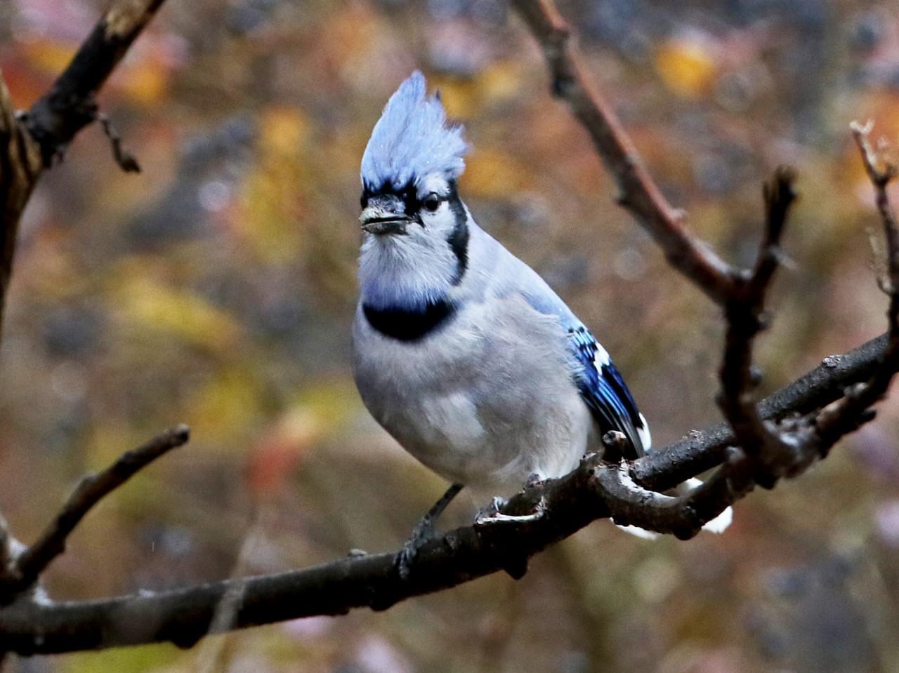 Blue Jay | Celebrate Urban Birds
