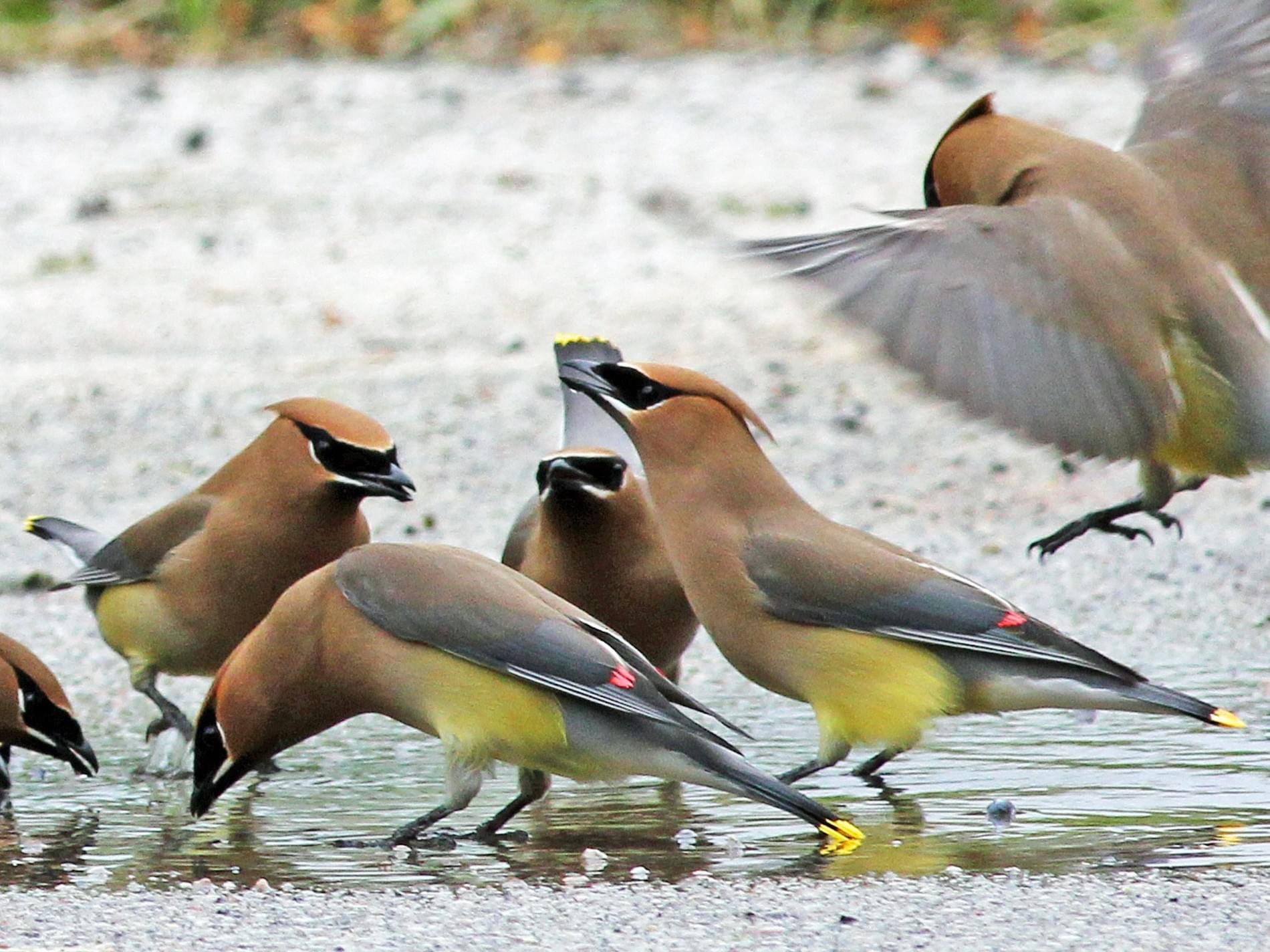 Cedar Waxwing | Celebrate Urban Birds