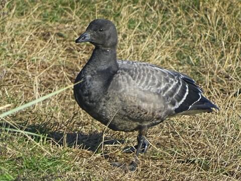 Brant Goose