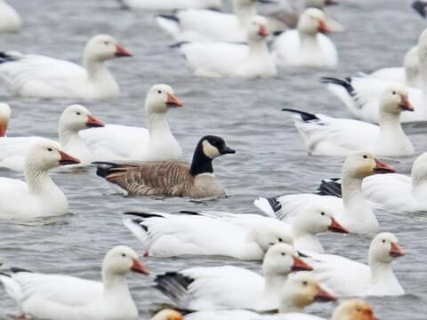 Baby White Goose