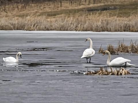 Mute Swan