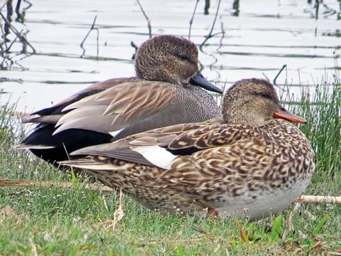 Gadwall Duck Hen