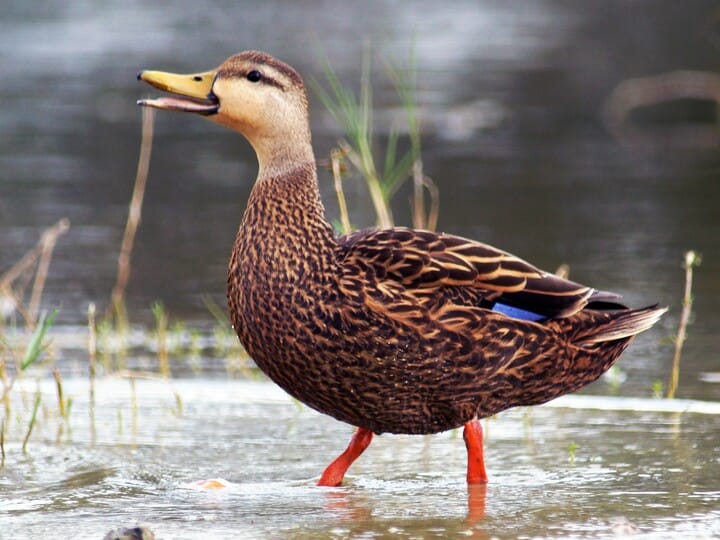American Black Duck Female