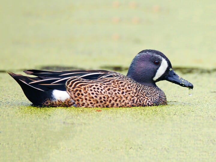 Blue Winged Teal Duck Flying