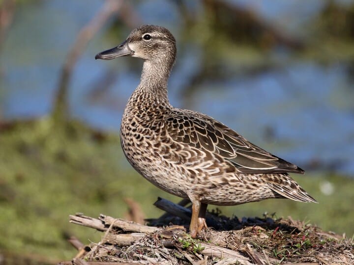 Pintail Hen