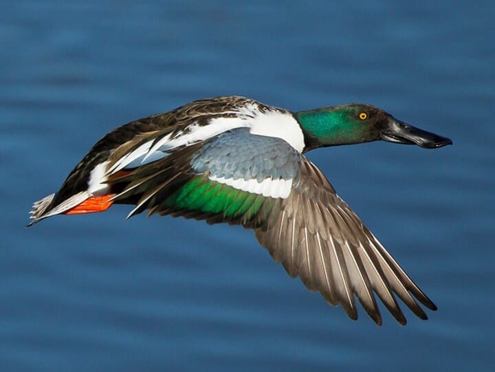 Blue Teal Duck