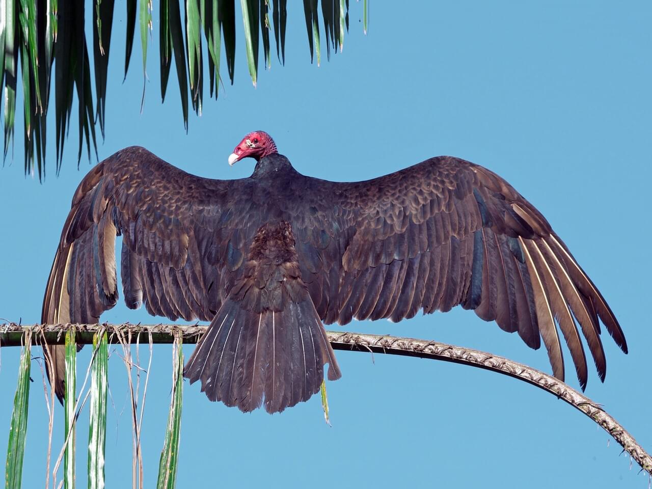 Photos and Videos for Turkey Vulture, All About Birds, Cornell Lab of ...