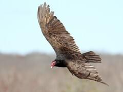 Photos and Videos for Turkey Vulture, All About Birds, Cornell Lab of ...
