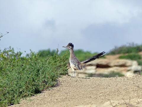 Roadrunner Running