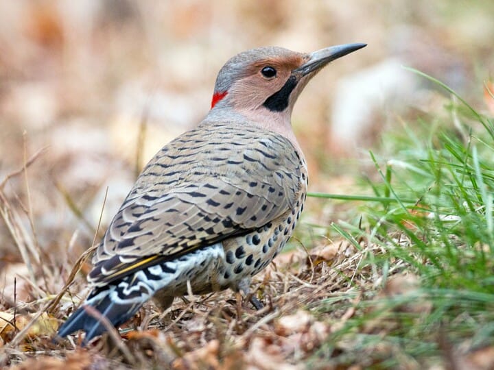 Northern Flicker | Celebrate Urban Birds