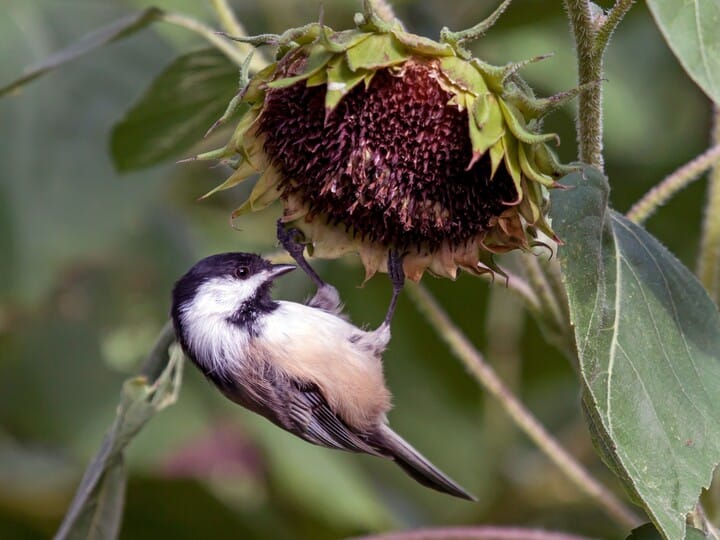 Black-capped Chickadee | Celebrate Urban Birds