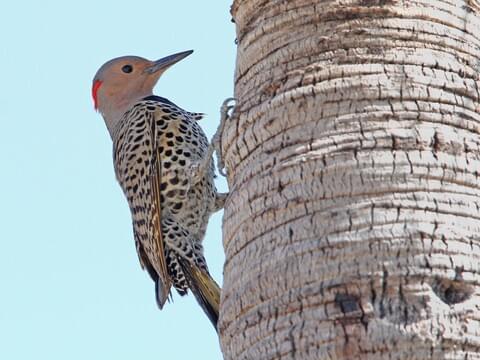 Northern Flicker Identification All About Birds Sometimes All You Need