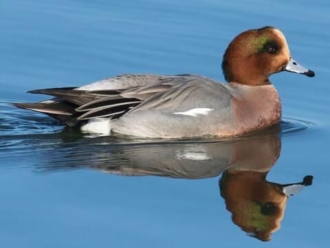 Eurasian Wigeon Duck