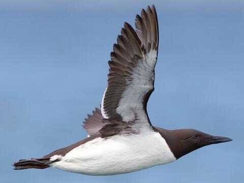 Just outside the Adirondacks NY, bird with black head, back, part of ...