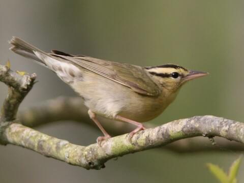 Worm Eating Warbler