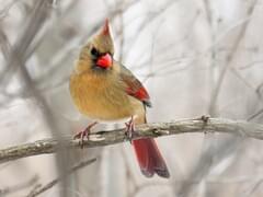 Juvenile Cardinal Beak Color