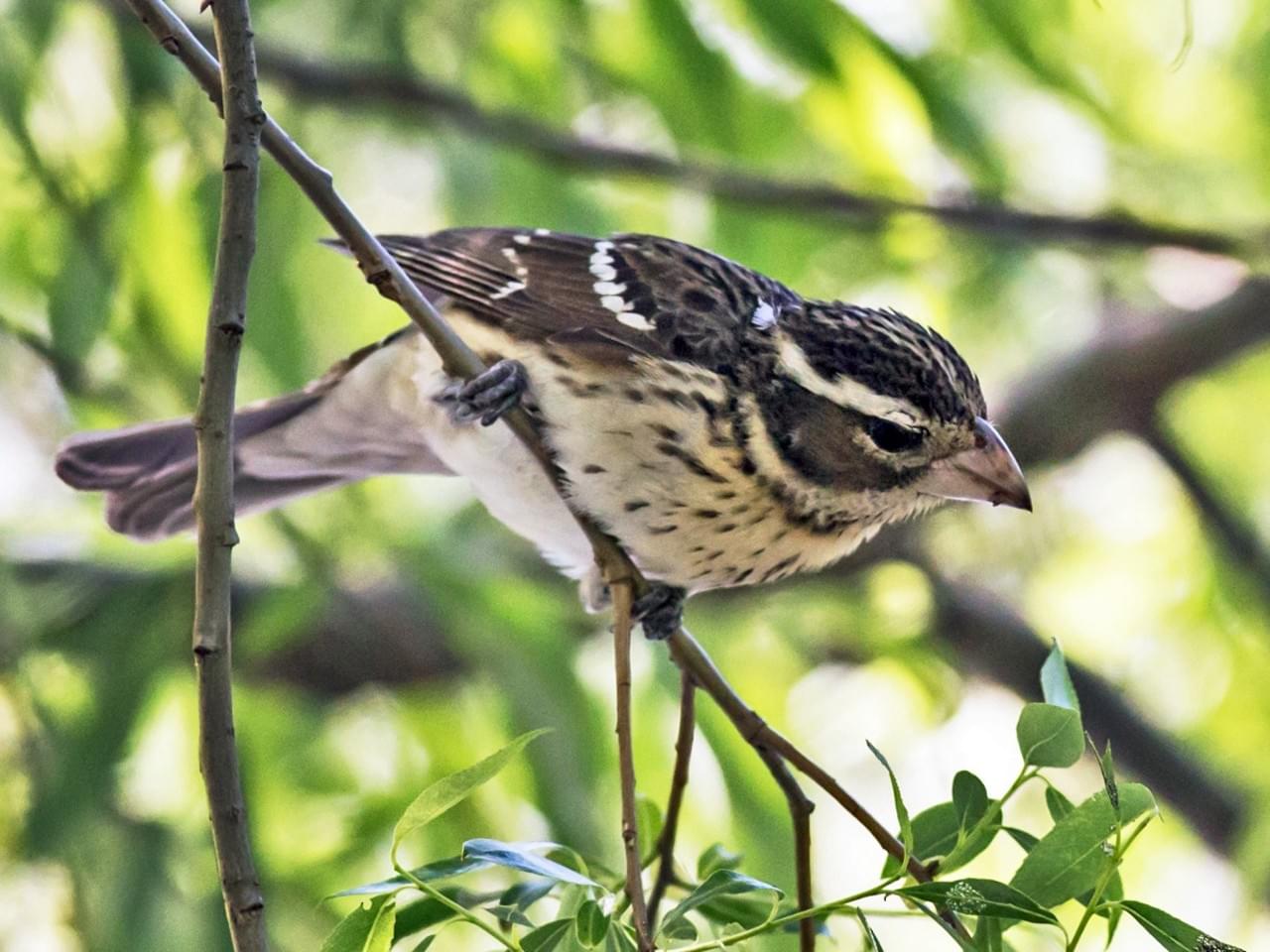 NestWatch | Rose-breasted Grosbeak - NestWatch