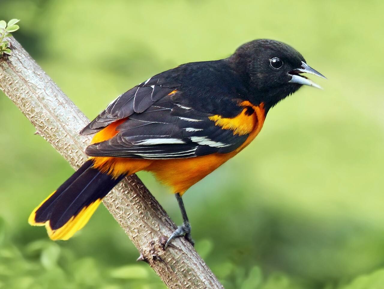 Baltimore Oriole (east) | Celebrate Urban Birds